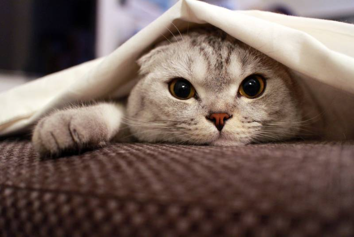 ყველაზე ლამაზი კატის ჯიშები - PetStory